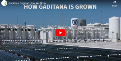 Gaditana Phytoplankton Superfood for Over All Wellness